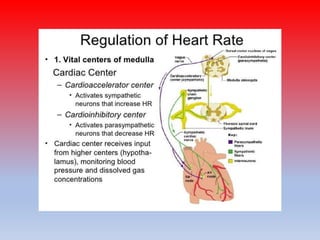 PULSE OR HEART RATE,TYPES OF PULSE ,FACTORS AFFECTING AND REGULATION .pptx