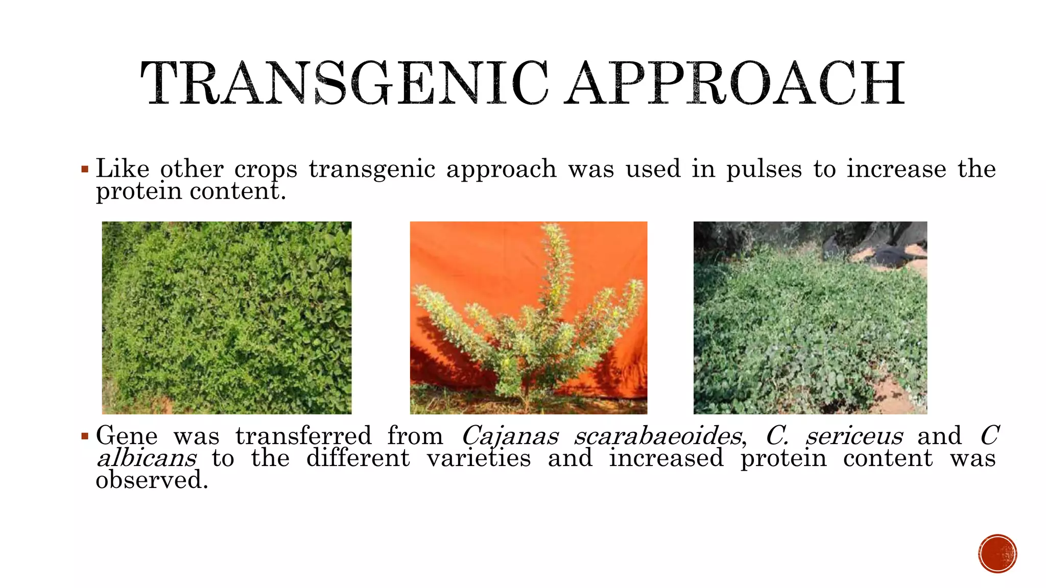 Pulses Protein Improvement | PPTX