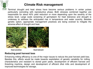 Pulses r and d in india dr. s k datta | PPTX