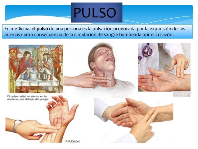 El Pulso - thepiratebaywinning