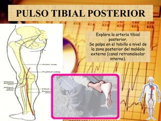 Pulsos arteriales | PPTX