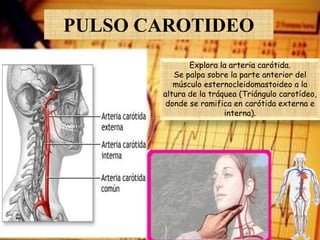 Pulsos arteriales | PPTX