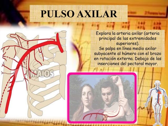 Pulsos arteriales | PPTX