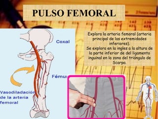 Pulsos arteriales | PPTX