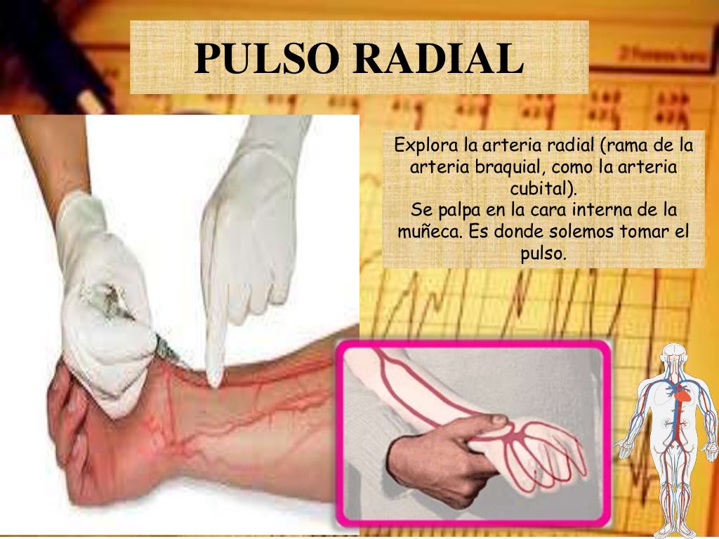 Tipos De Pulsos Arteriais - RETOEDU