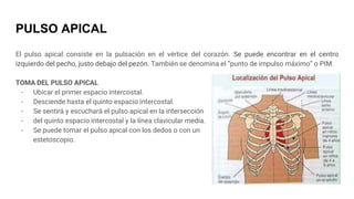 PULSOS SEMIOLOGIA.pptx