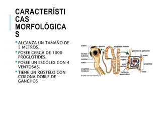 PULUPA TARIS KAREN BRIGETTE-CASO CLINICO-CISTICERCOSIS.pptx