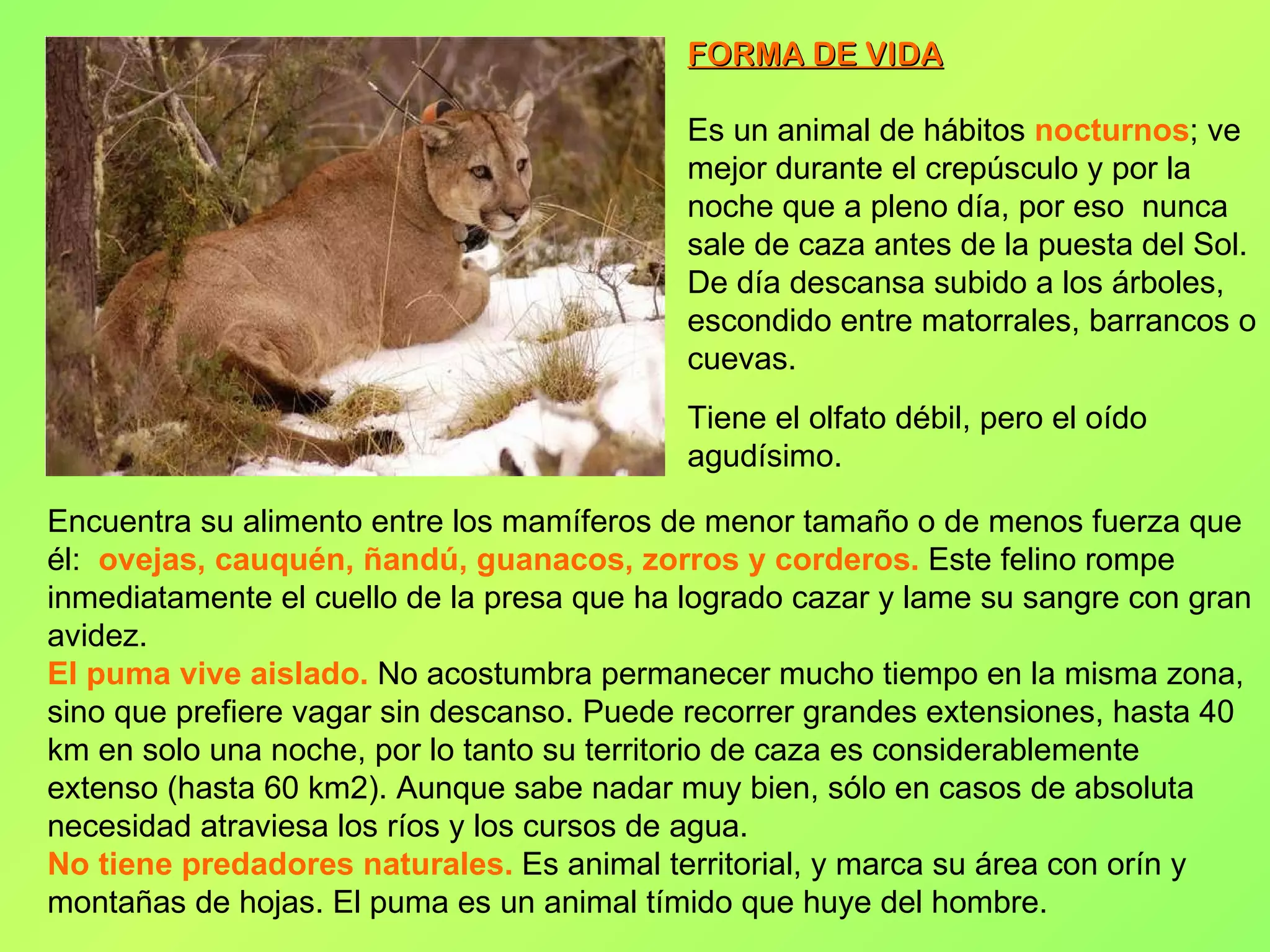 Puma | PPT