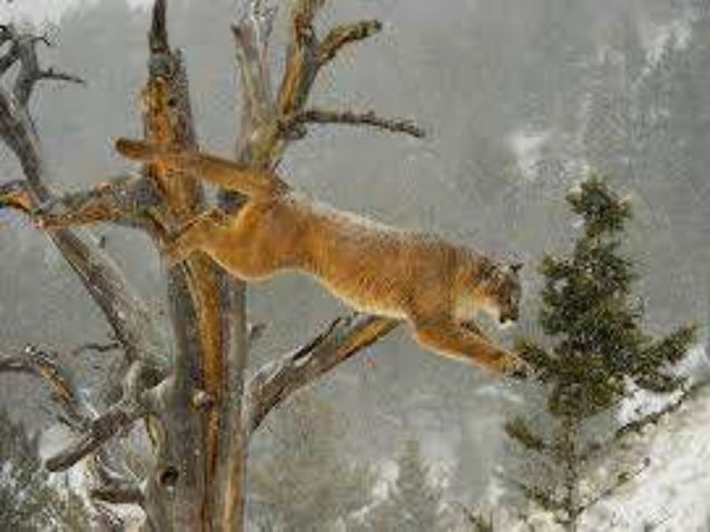 Puma Case Study | PPTX