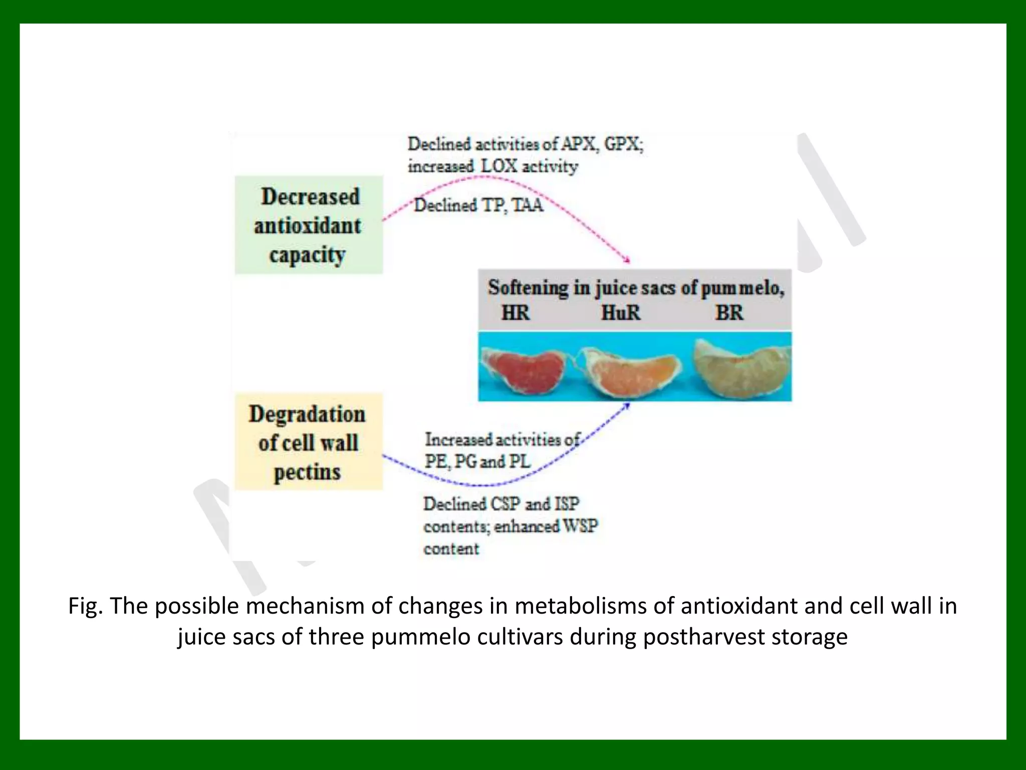 Biochemical changes during post harvest storage of pummelo | PPTX