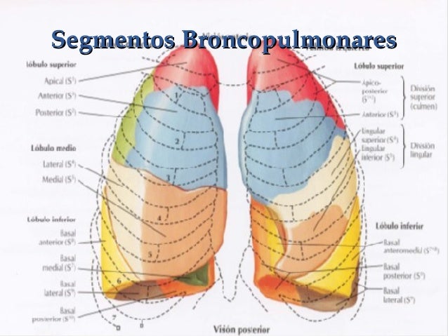LOS PULMONES
