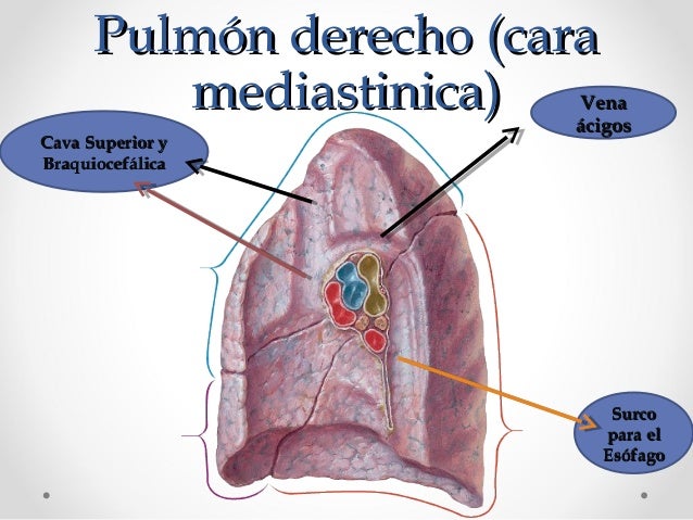 LOS PULMONES