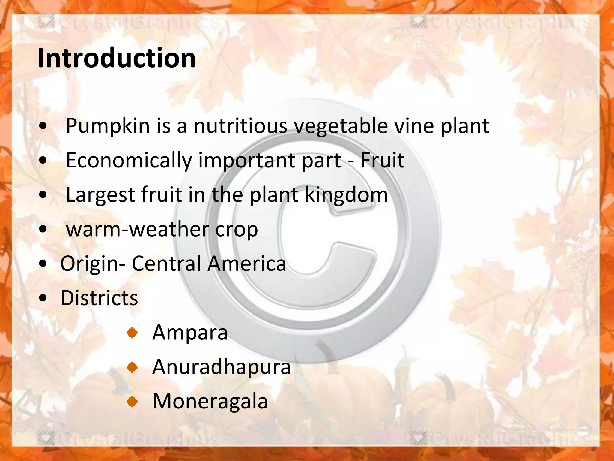 Pumpkin | PPTX