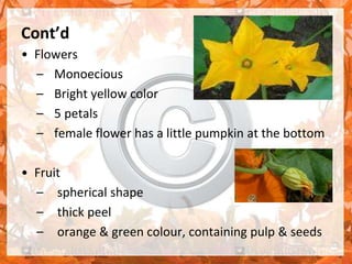 Pumpkin | PPTX