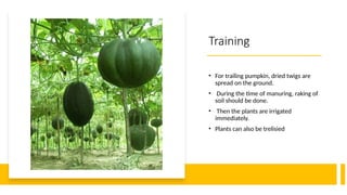 Pumpkin crop production technology .pptx