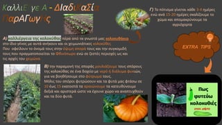 Κολοκύθα | PPT