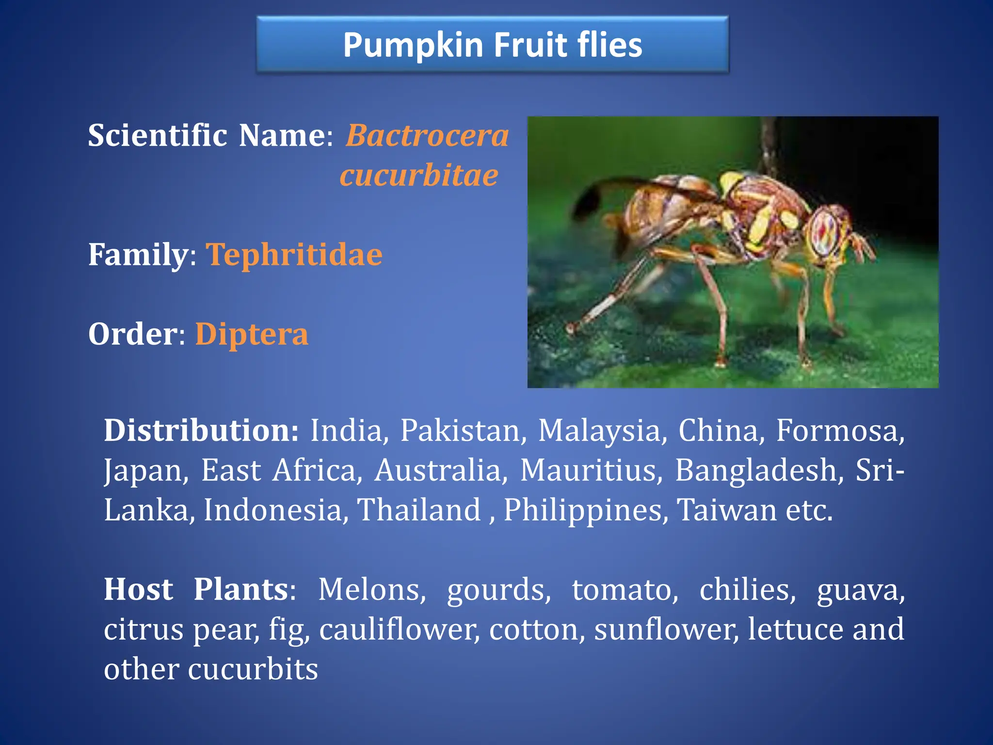 Cucumber fruit fly, pumpkin fruit fly, banana fruit fly | PPTX