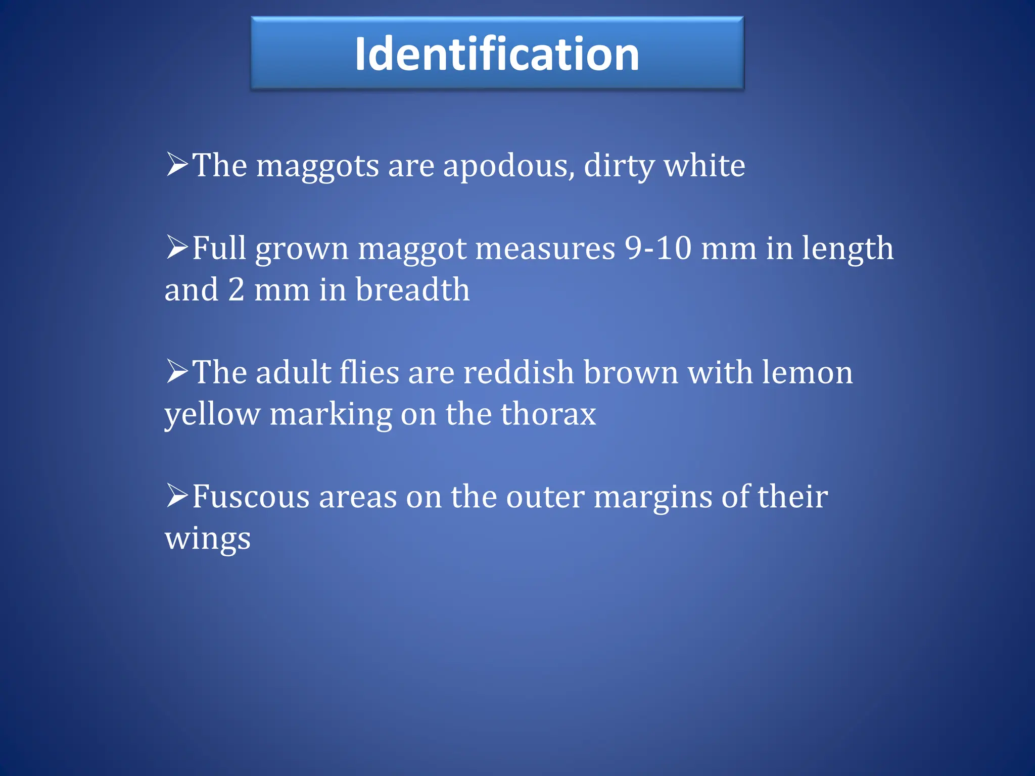 Cucumber fruit fly, pumpkin fruit fly, banana fruit fly | PPTX