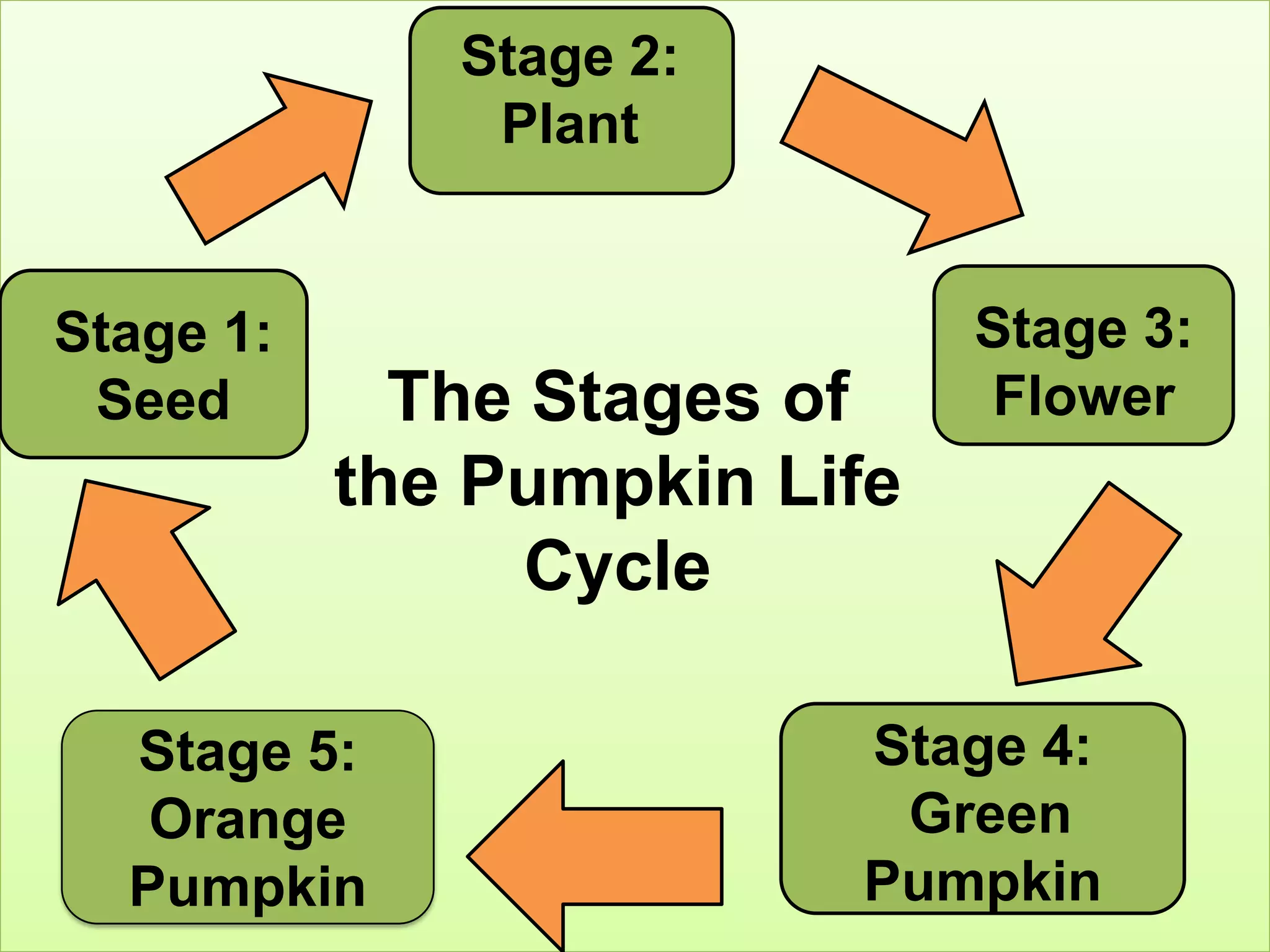 The Life Cycle of a Pumpkin | PPTX
