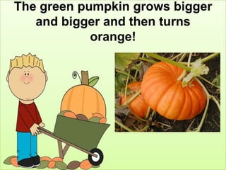 The Life Cycle of a Pumpkin | PPTX
