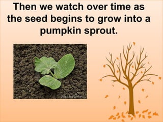 The Life Cycle of a Pumpkin | PPTX