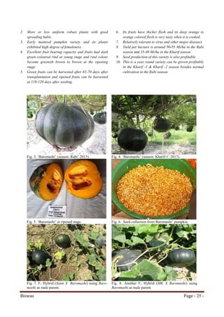Baromashi- a year round good quality pumpkin variety raises new hope to ...