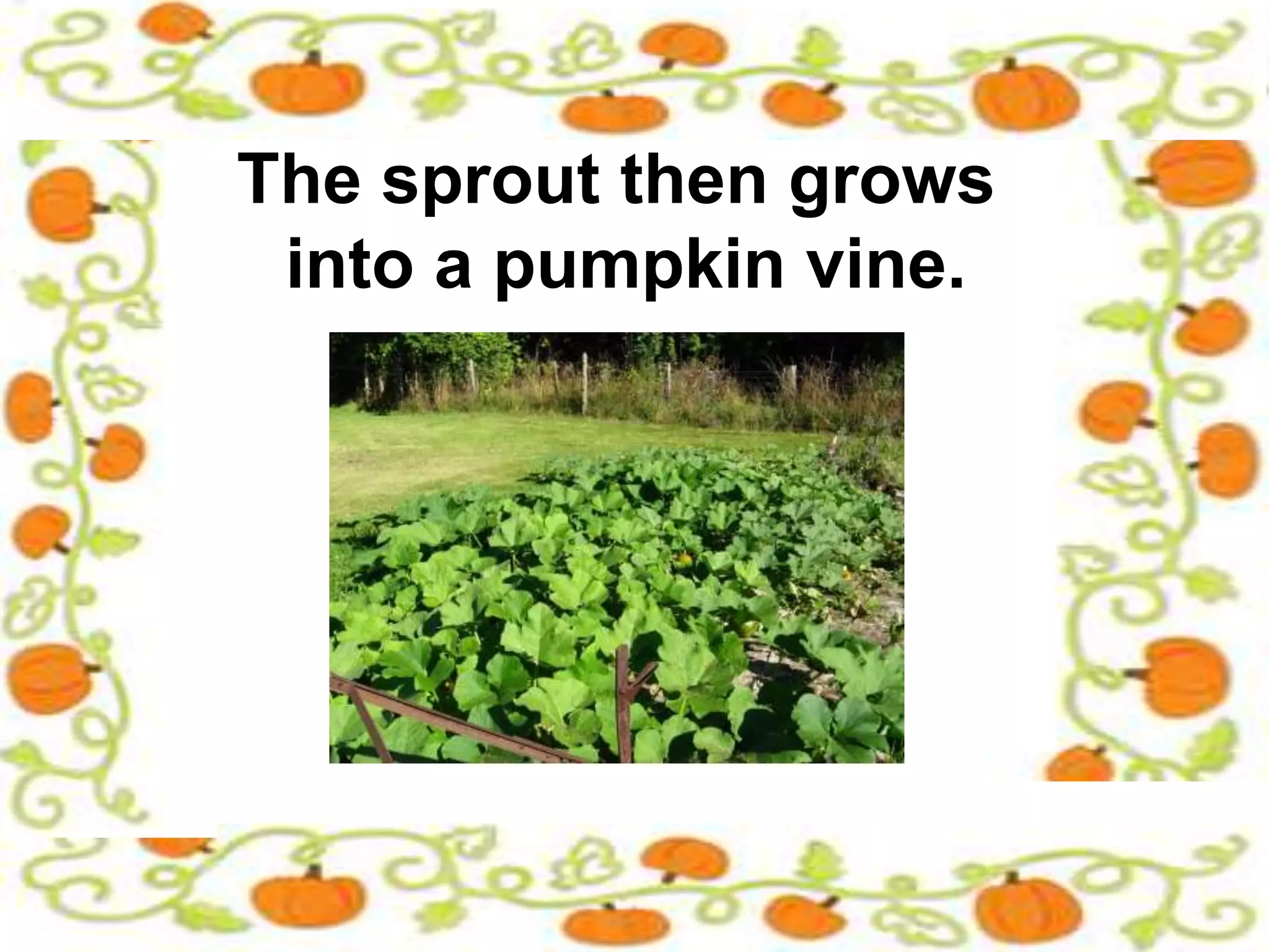 Life Cycle of a Pumpkin | PPT