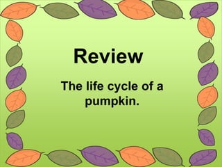 Life Cycle of a Pumpkin | PDF