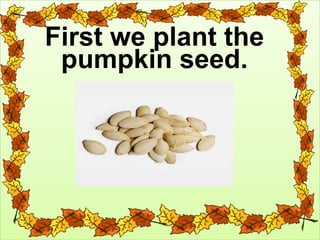 Life Cycle of a Pumpkin | PPT