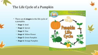 The Pumpkin | PPT