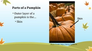 The Pumpkin | PPT