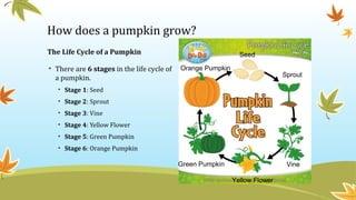 The Pumpkin | PPT