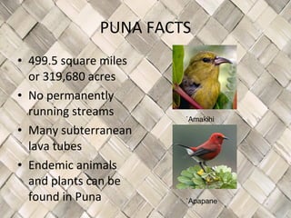 Puna | PPT