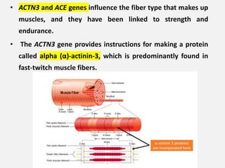 ROLE OF HEREDITY AND ENVIRONMENT IN SPORTS | PPTX