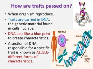 ROLE OF HEREDITY AND ENVIRONMENT IN SPORTS | PPTX