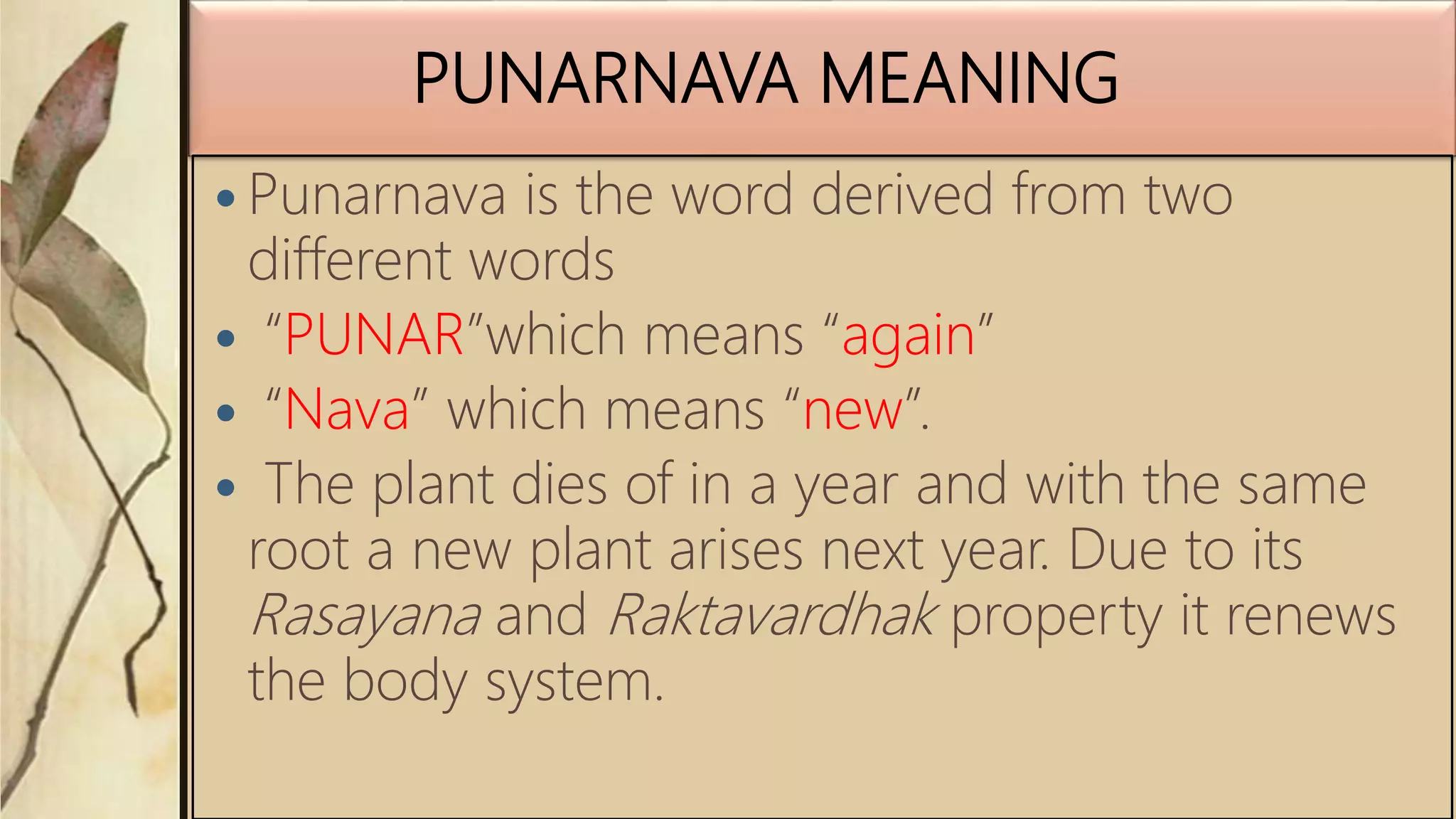 Punarnava | PPTX