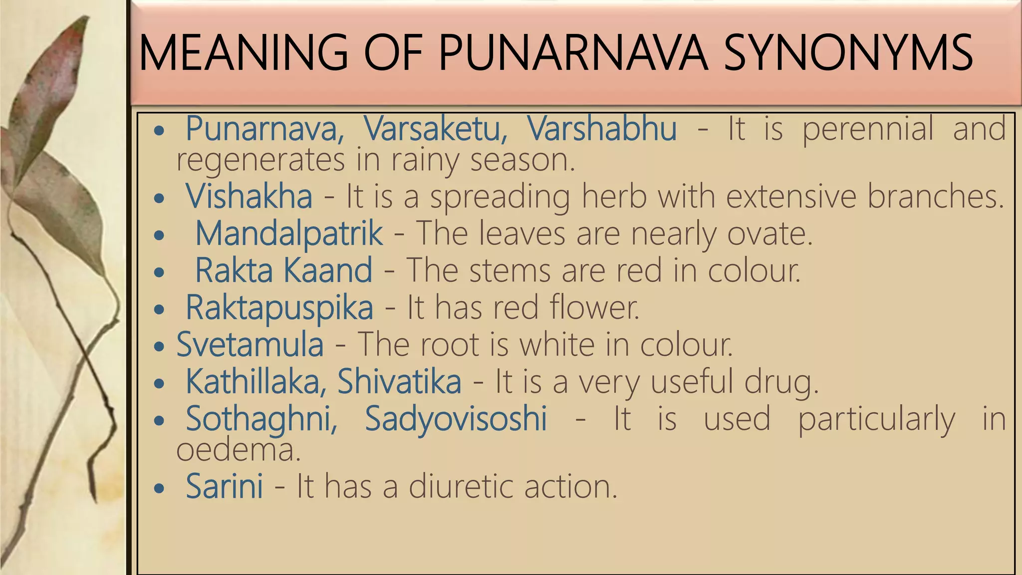Punarnava | PPTX