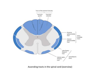 Punctate midline myelotomy | PPTX