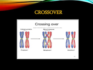 MACHINE LEARNING - GENETIC ALGORITHM | PPTX