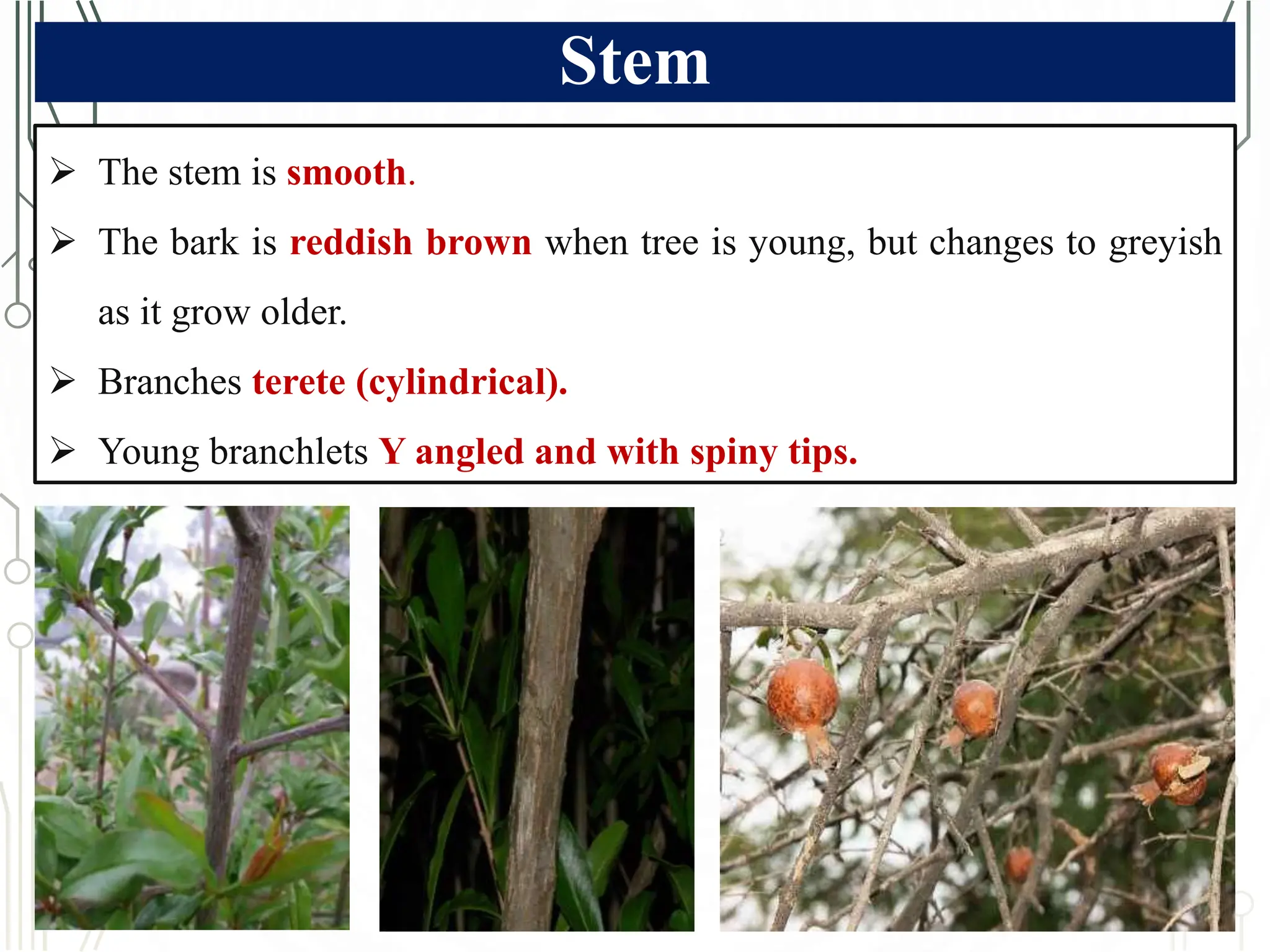 Punicaceae family.pptx