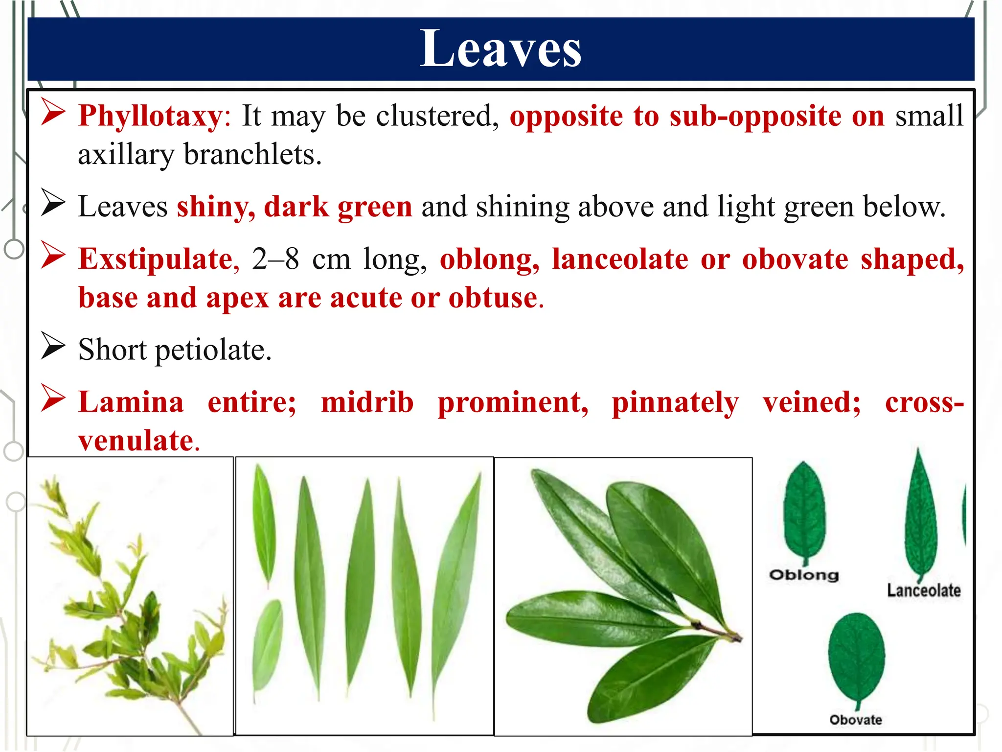 Punicaceae family.pptx