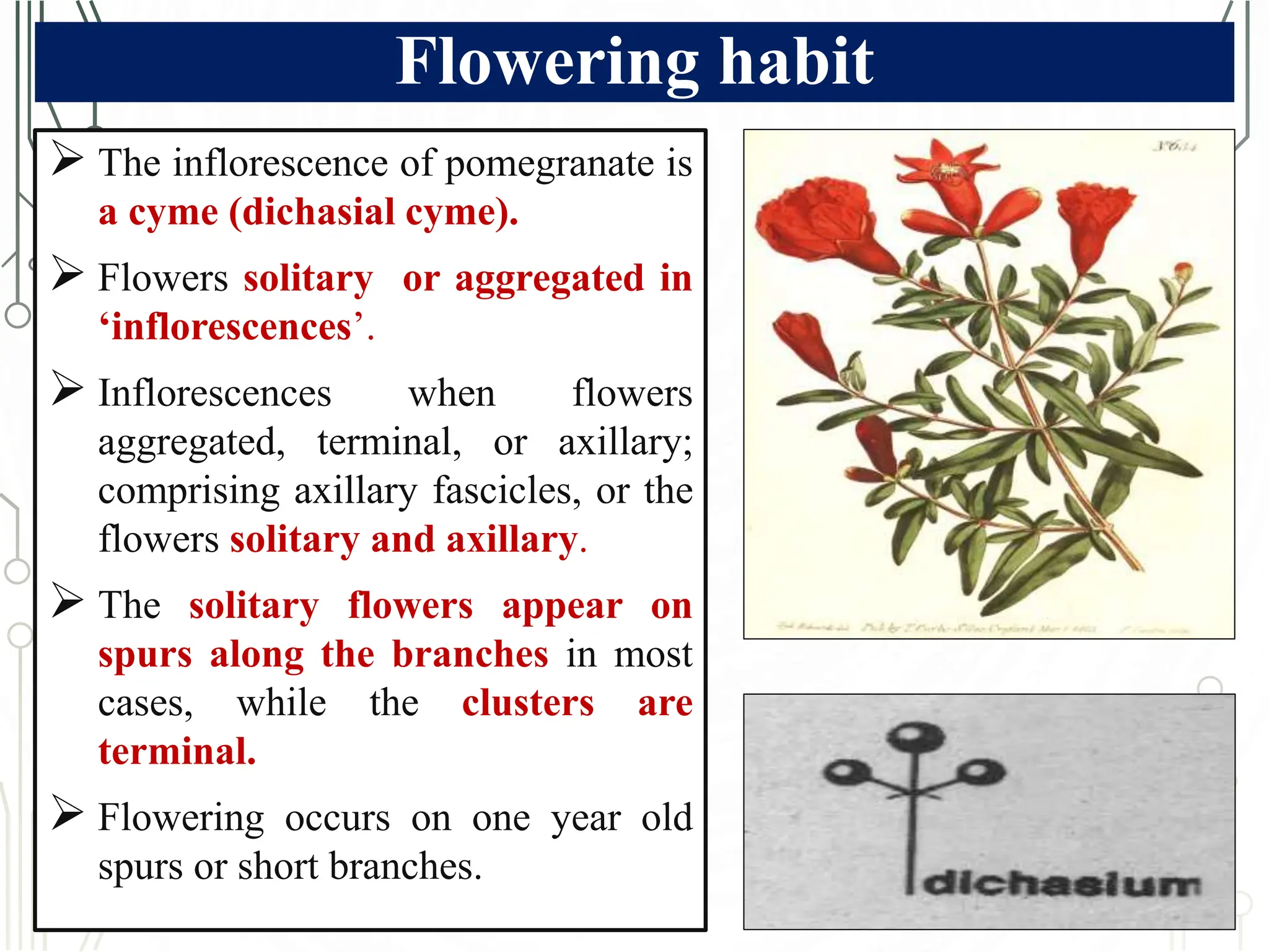 Punicaceae family.pptx