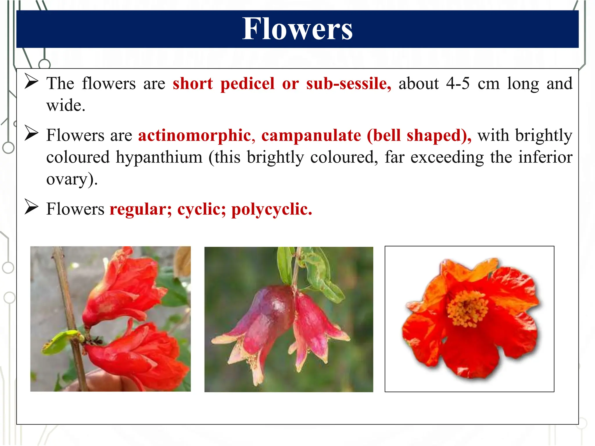Punicaceae family.pptx