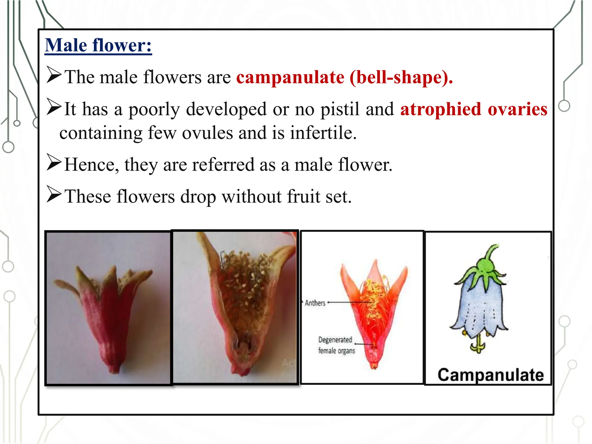 Punicaceae family.pptx