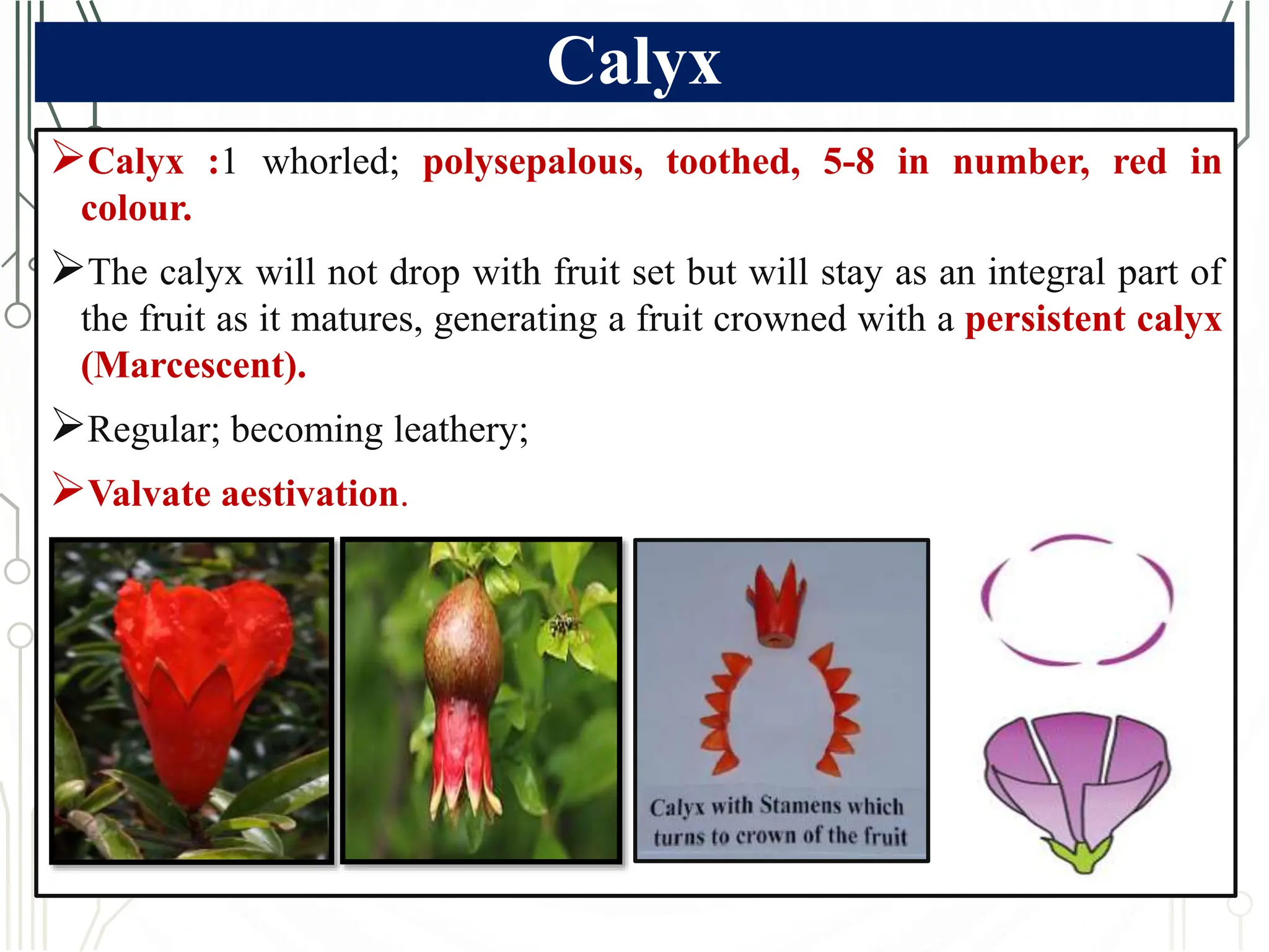 Punicaceae family.pptx