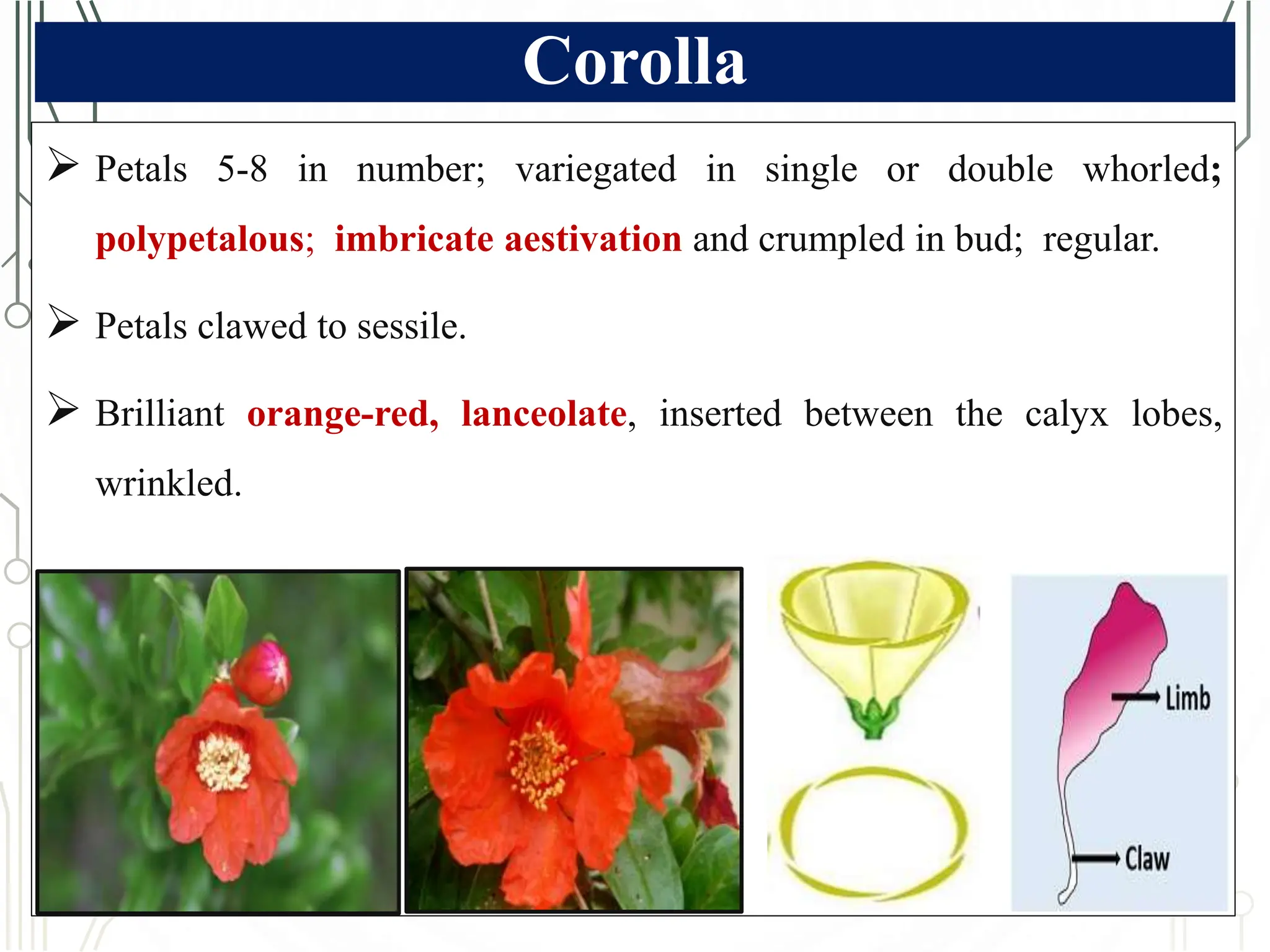Punicaceae family.pptx