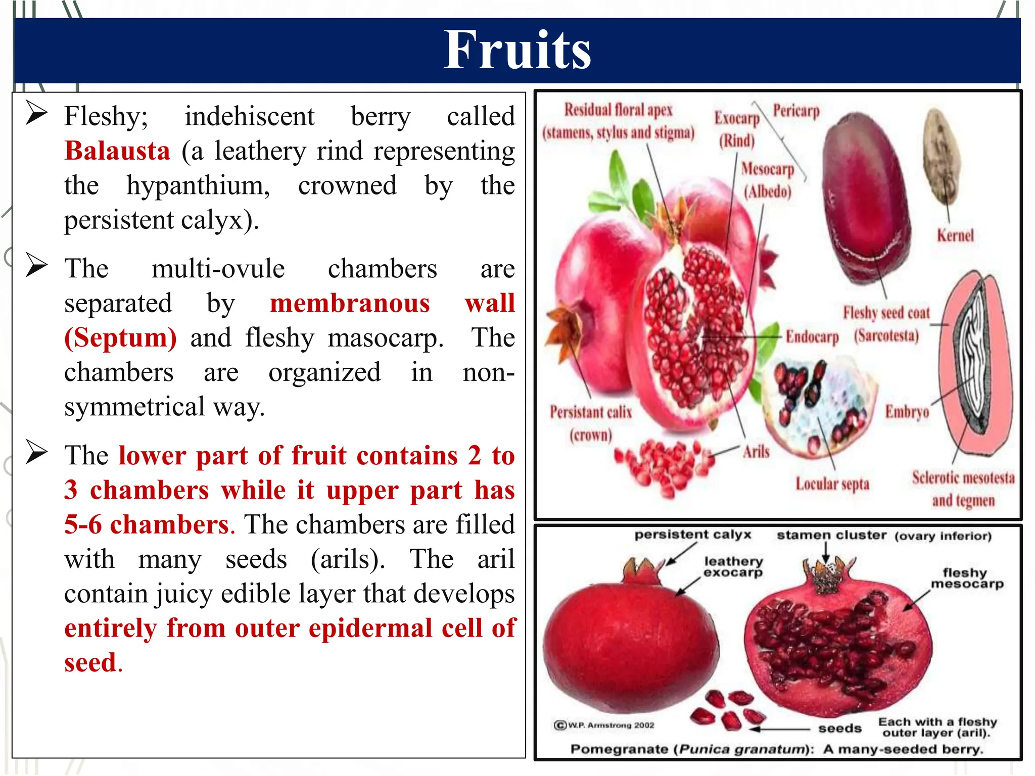 Punicaceae family.pptx
