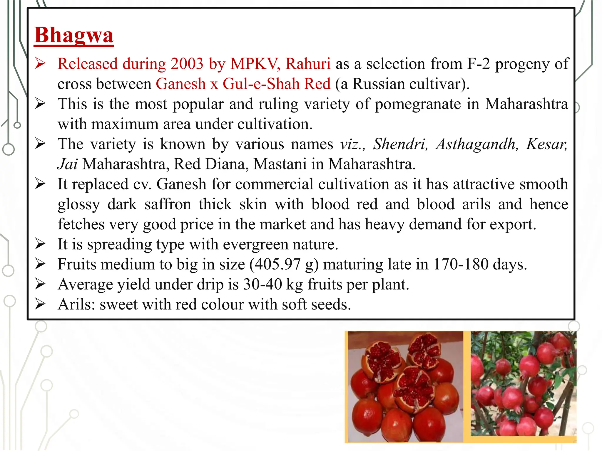 Punicaceae family.pptx