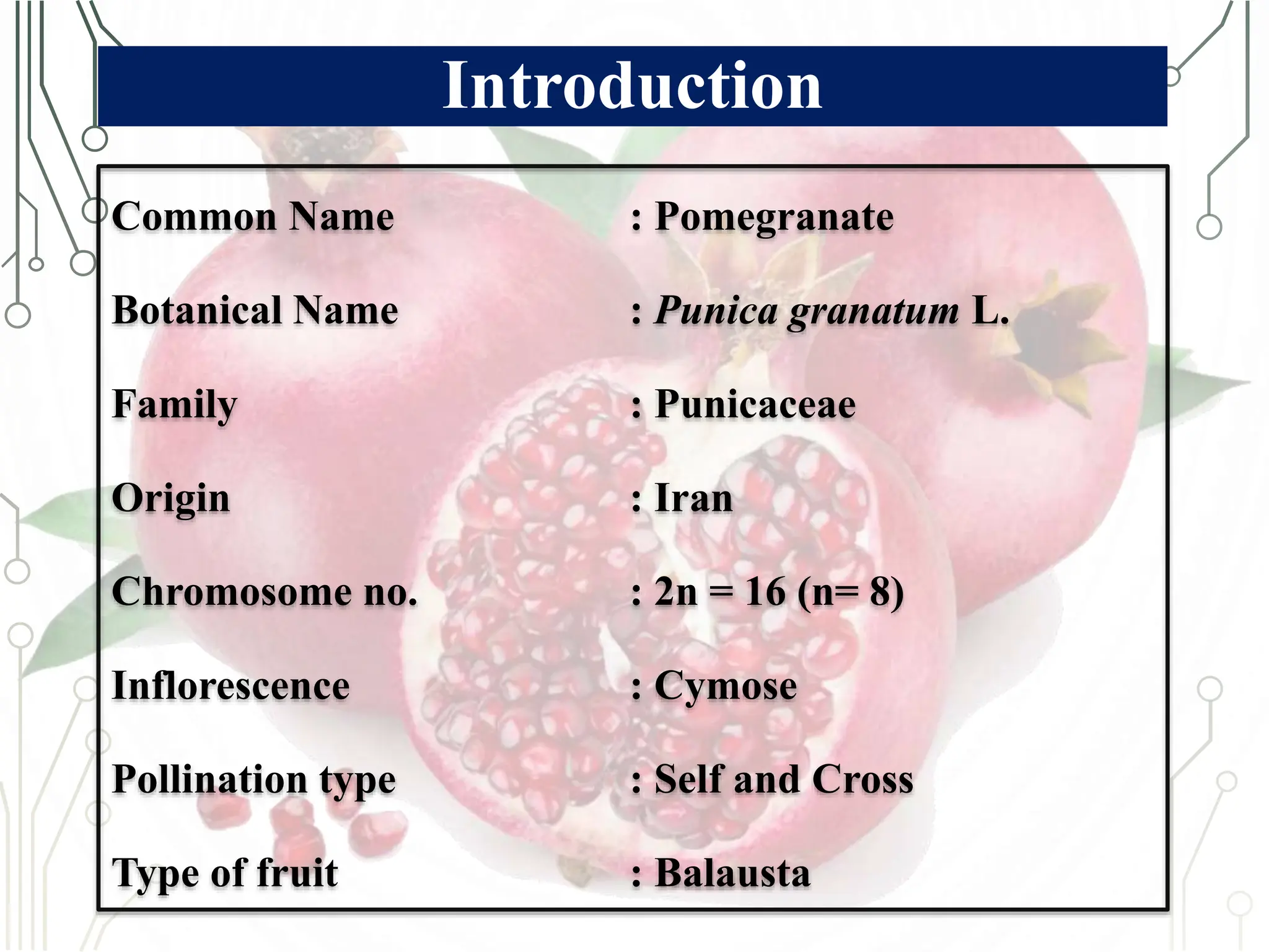 Punicaceae family.pptx