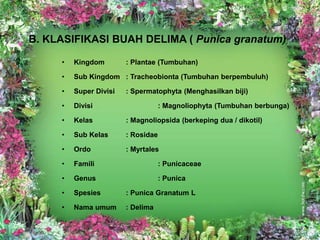 Punica granatum | PPTX